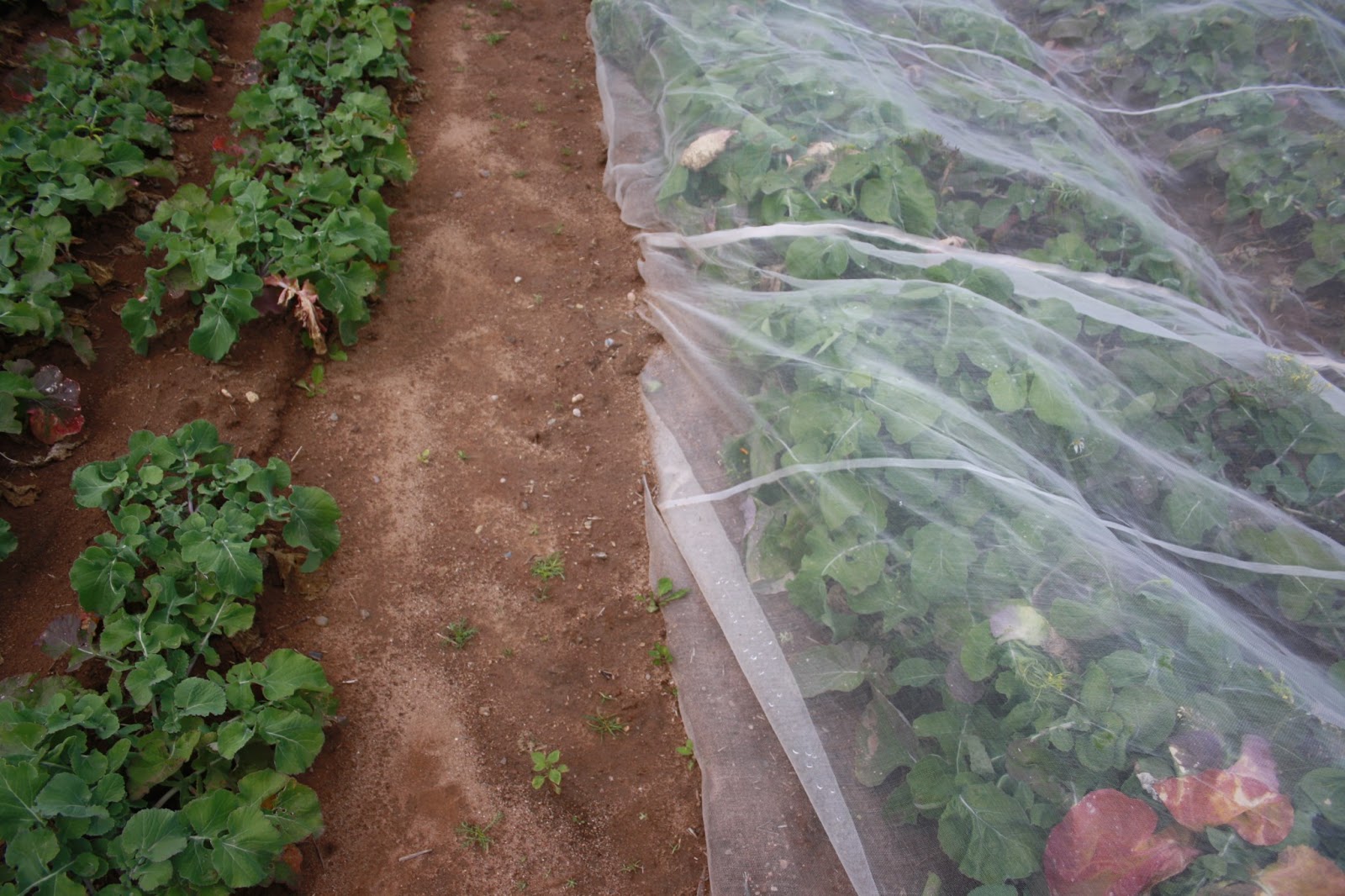 Nova Scotia Vegetable Blog: Insect and Floating Row Covers