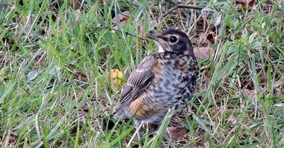 The View from Squirrel Ridge: American Robins, Virginia Deer.