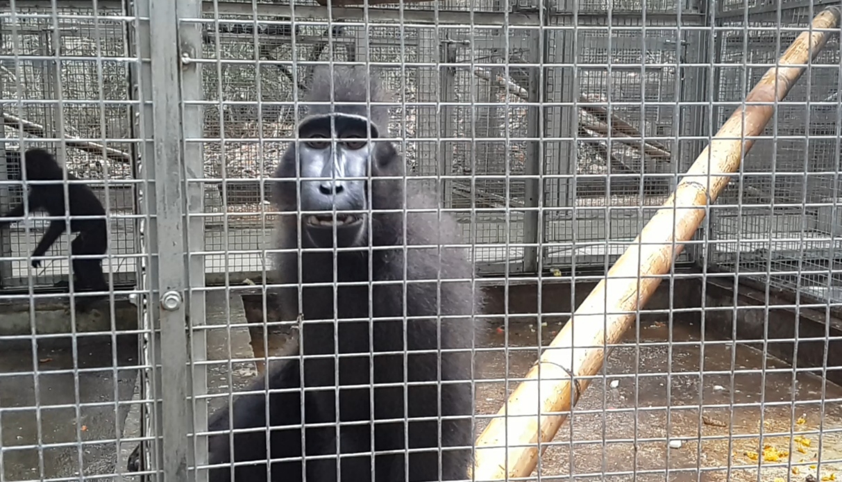 Mengenal Satwa Sambil Berwisata di PPS Tasikoki