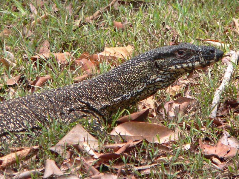 Ian Fraser, talking naturally: Goanna, Go!