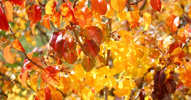 33 Shades of Green: Fall in Photos