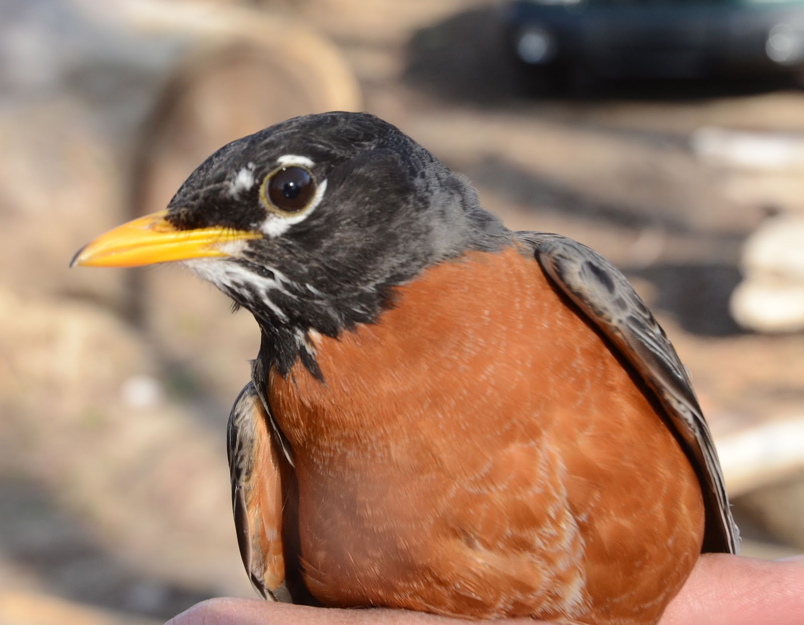 Bird External Anatomy