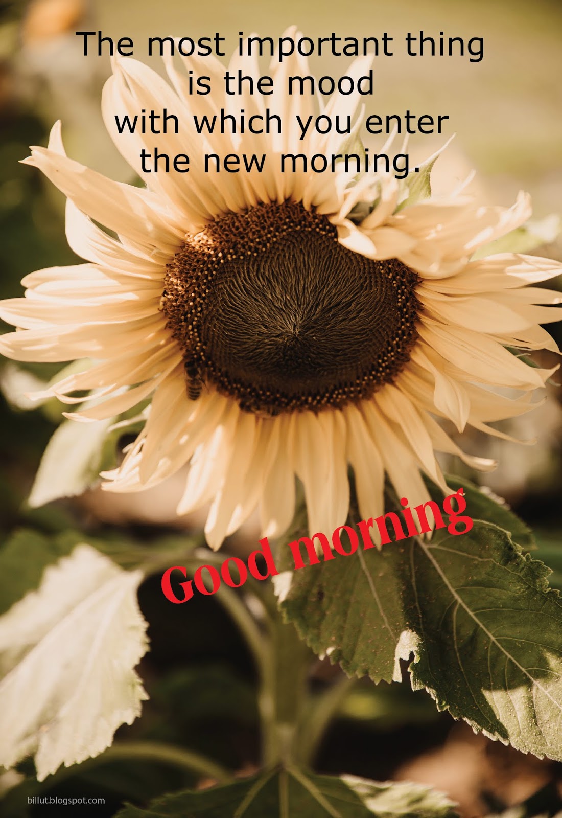 Good Morning Quotes/Message