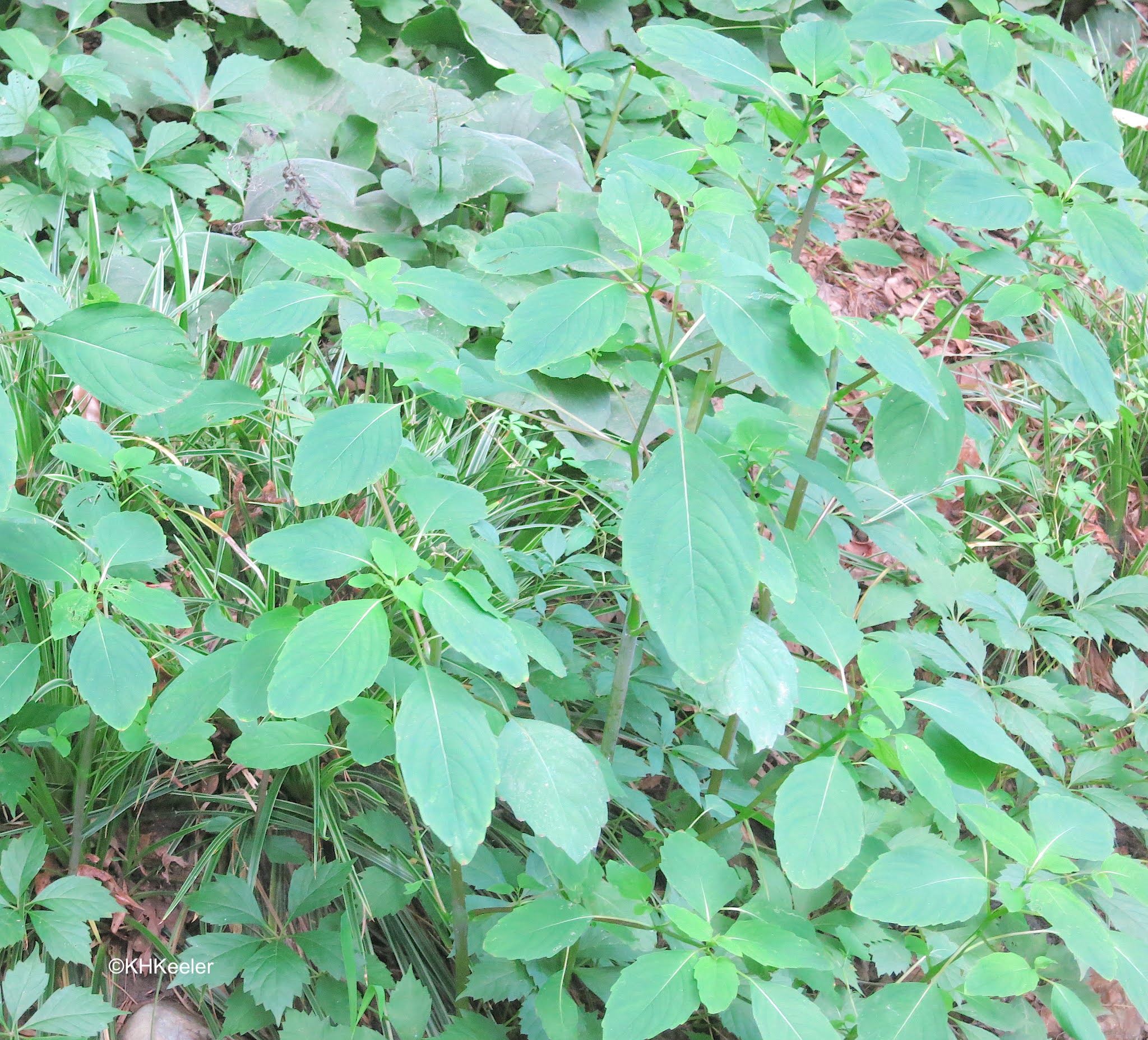 A Wandering Botanist: Plant Story--Spotted Jewelweed, Impatiens capensis
