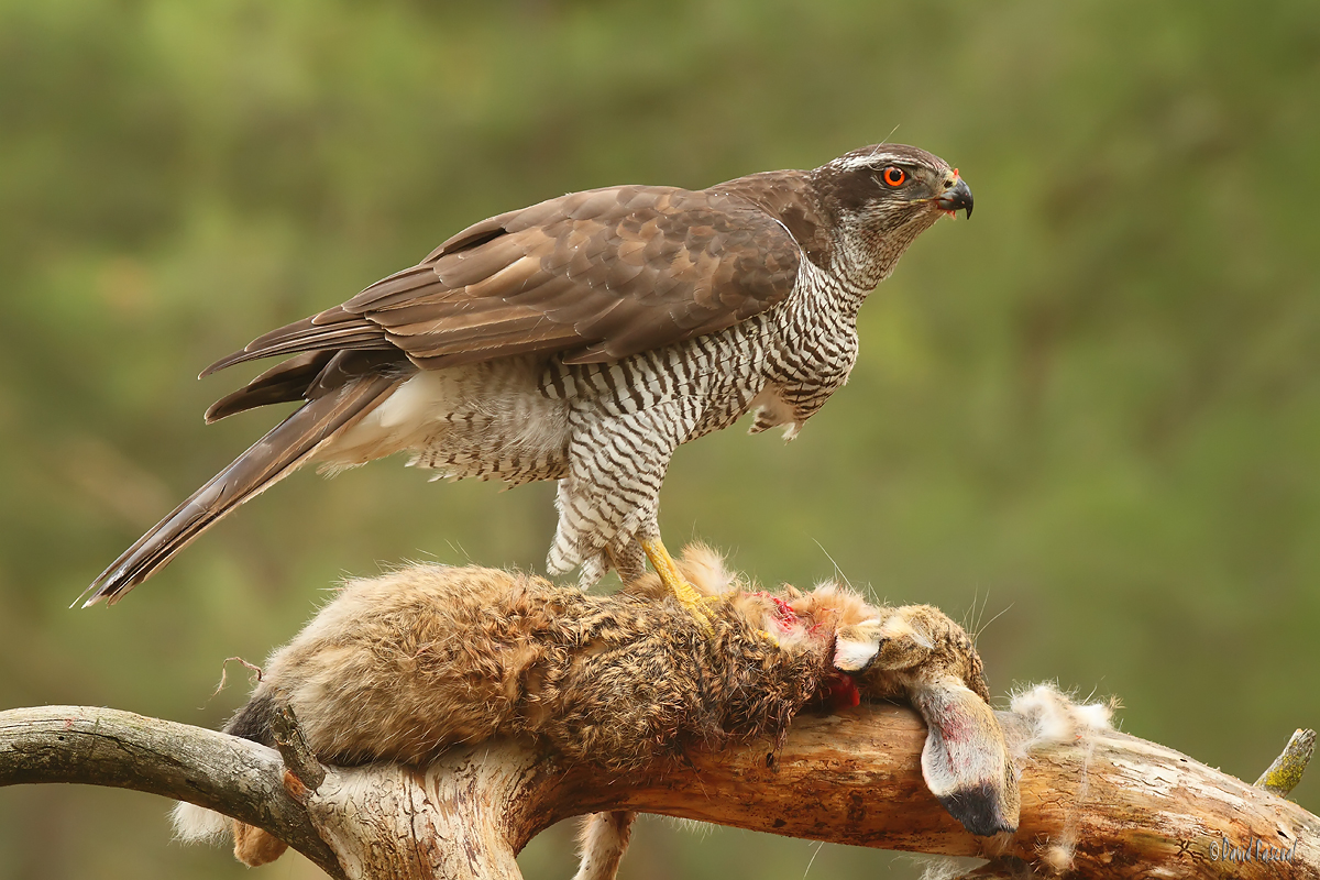 Francisco Parrilla, Monitor Educador Medioambiental. Blog.: -El Azor ...