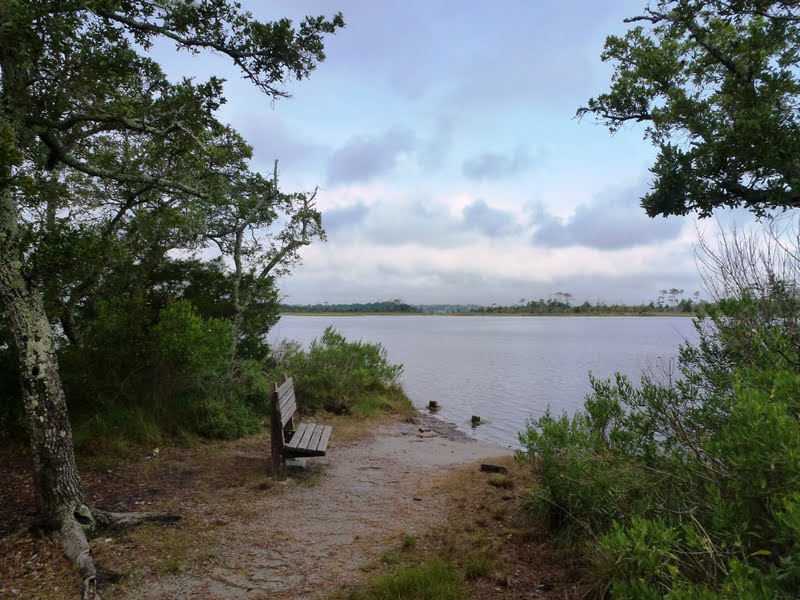 Cedar Point: Tideland Trail (Croatan National Forest)