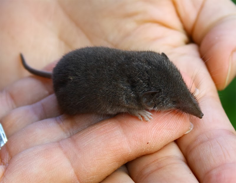 Salvada por los pelos