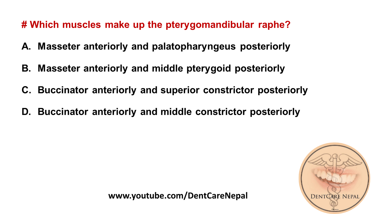 Dentosphere : World of Dentistry: Which muscles make up the ...