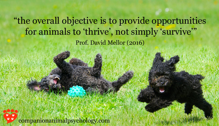 The Five Domains Model Aims to Help Animals Thrive