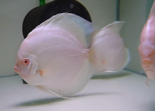 100 Discus Classification according to color and line | king fish