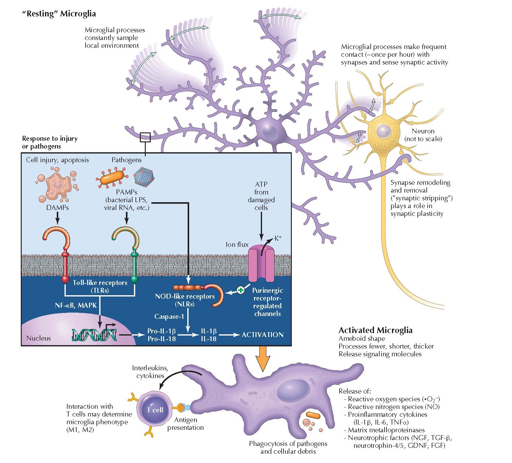 MICROGLIAL BIOLOGY - pediagenosis