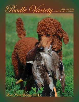 Time For Poodles And Friends: The Historical Retriever