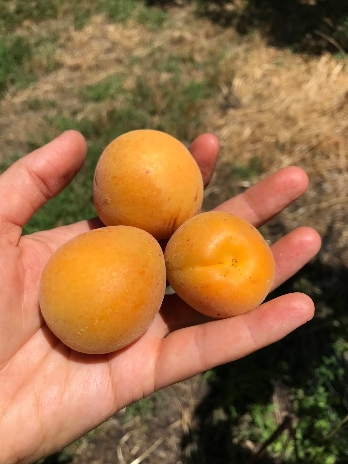 Gardening : Midseason Apricots