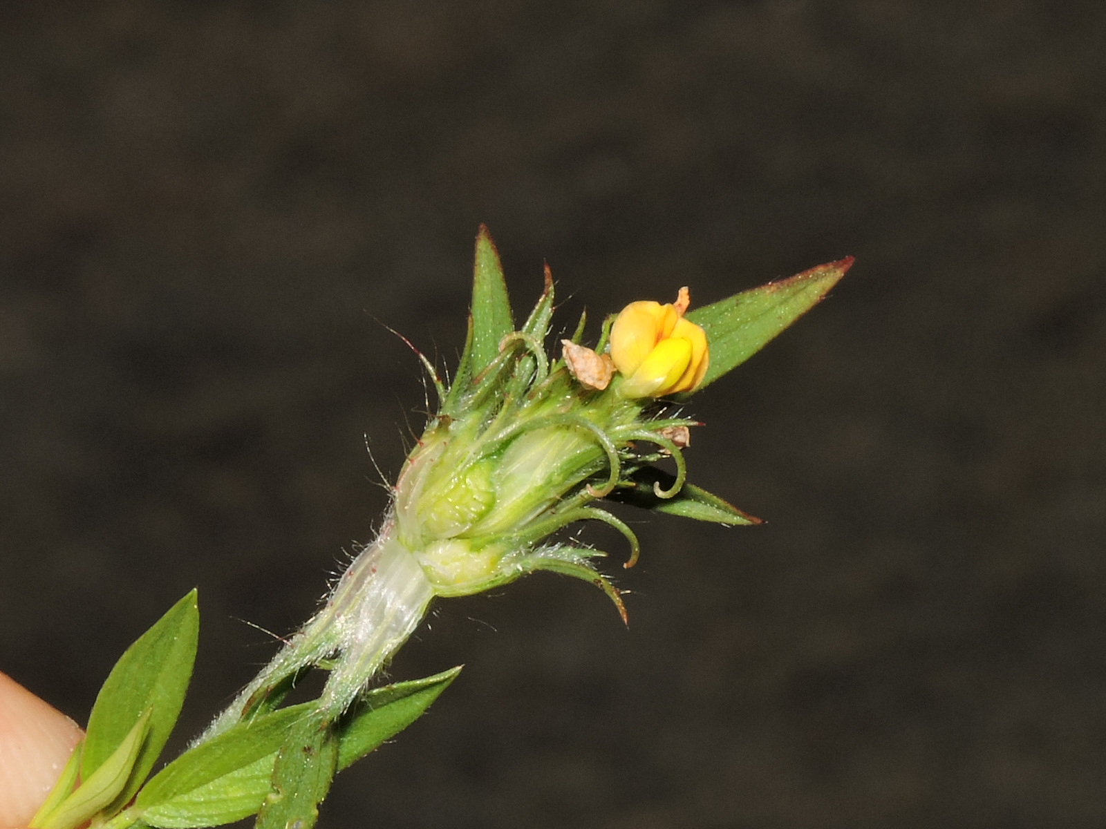 Fabaceae - Leguminosae no Brasil: Fabaceae - Stylosanthes humilis Kunth ...