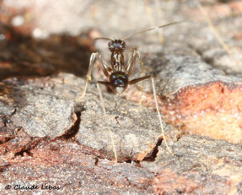 fourmis de Cuba- Hormigas de Cuba- Ants of Cuba: Paratrechina longicornis