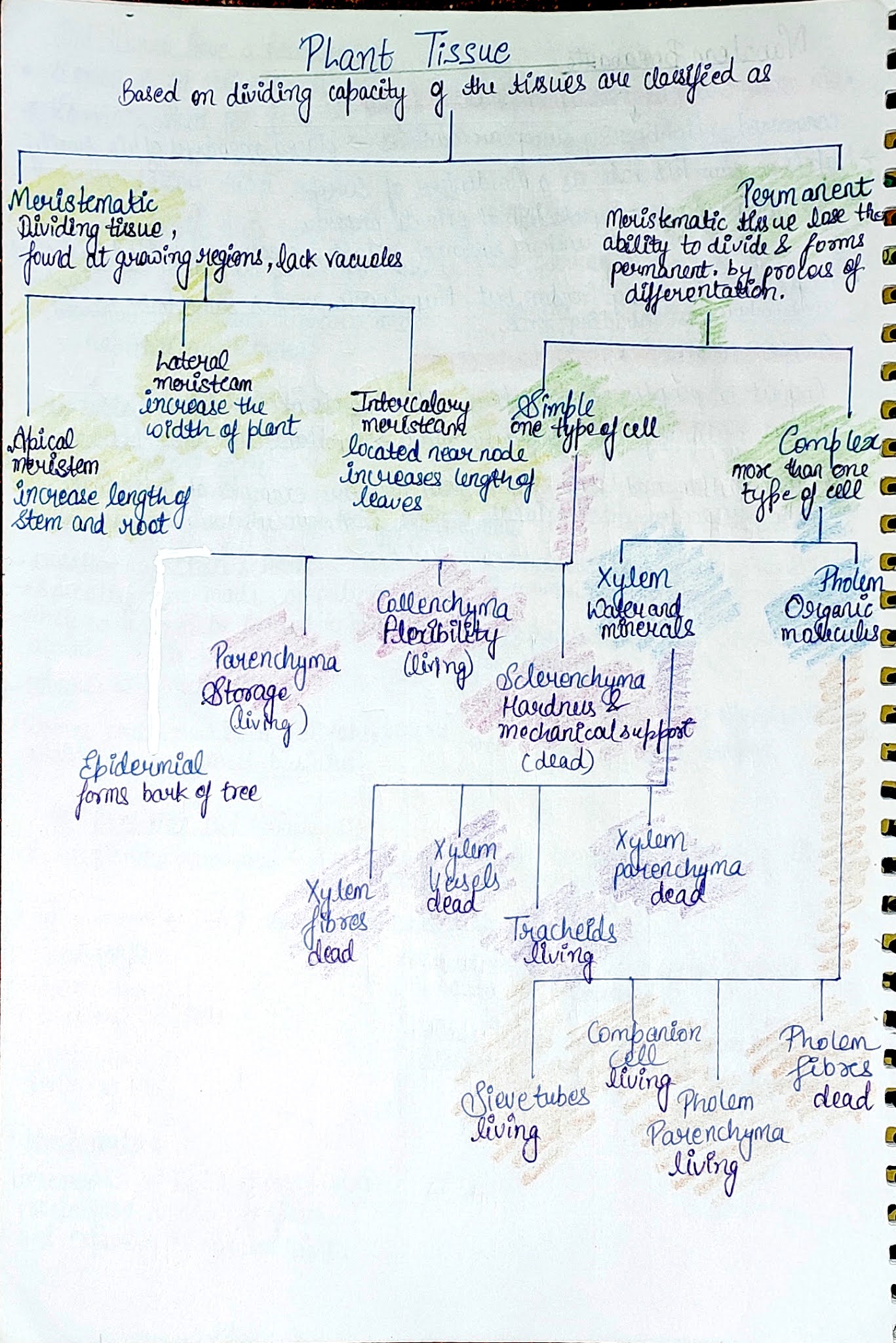 Class 9 plant tissue handmade mind map