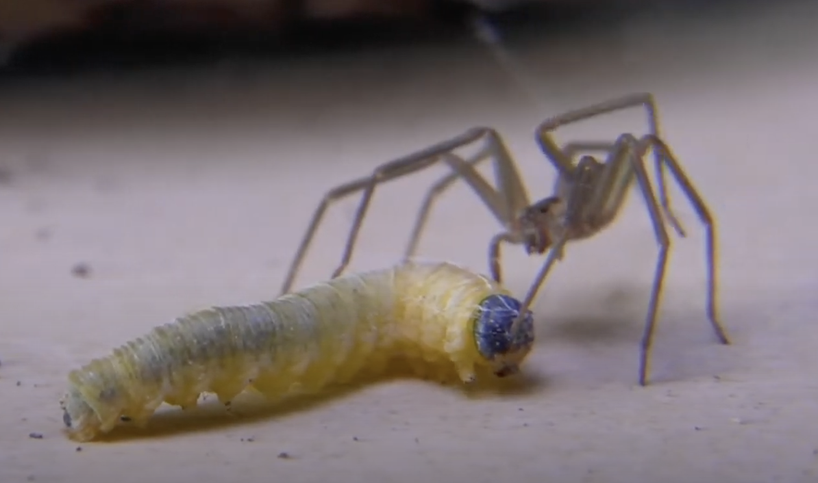 Springfield Plateau: Strange Larvae