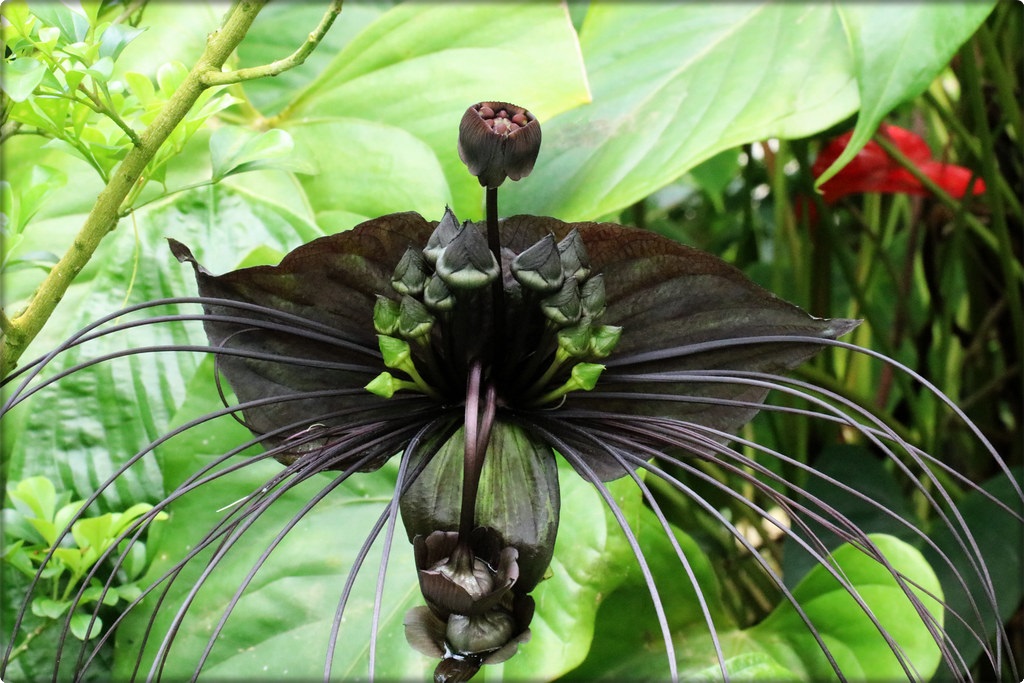 Tacca chantrieri 'Black Bat Flower'