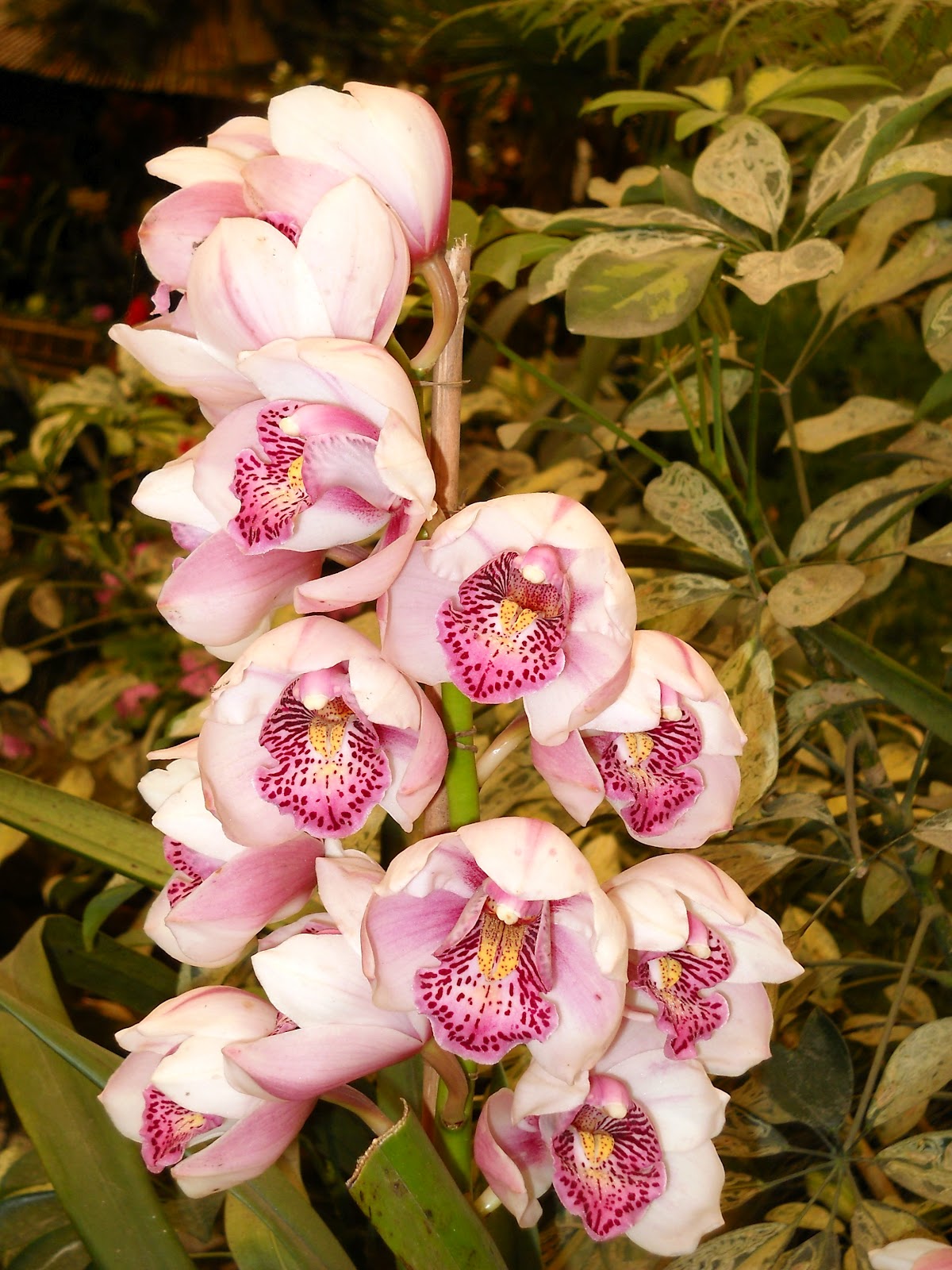 My Little World: Orchids...Orchids and Orchids ...Flowers of Sikkim