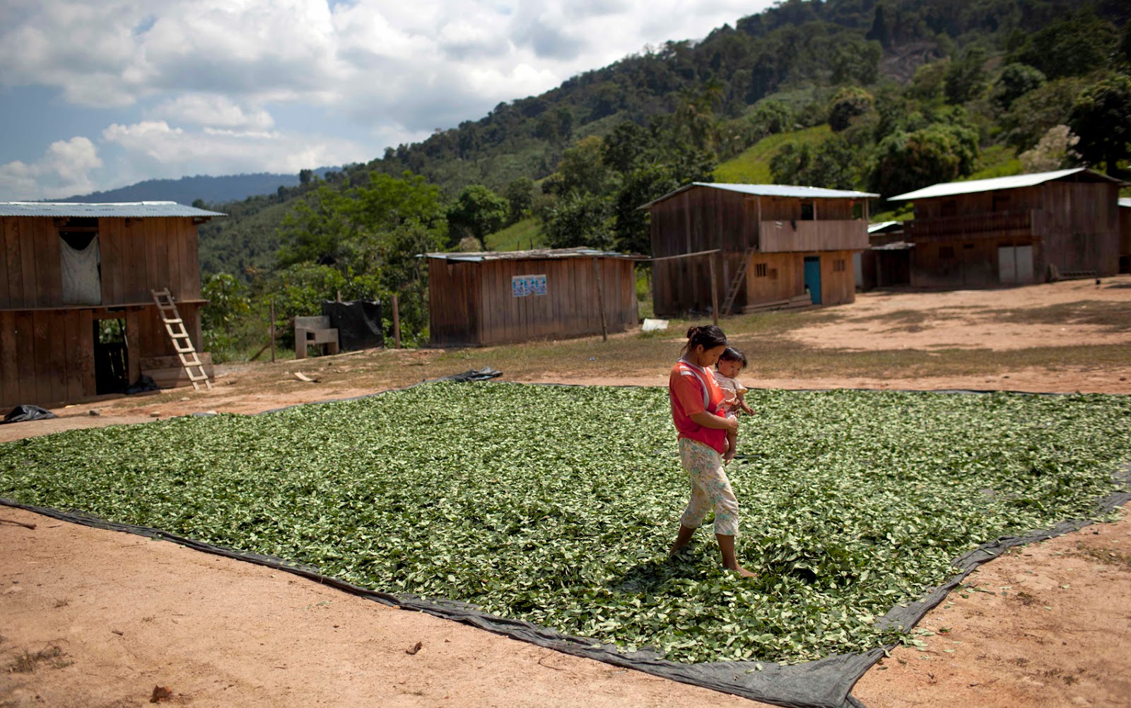 BLOG DO PROFESSOR MARCIANO DANTAS: O CULTIVO DE COCA NA AMÉRICA LATINA
