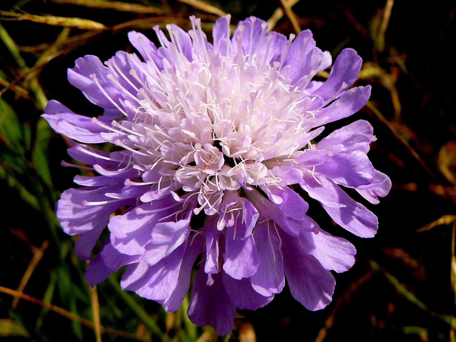 Peter Lovett's ramblings : An unusual White Scabious sp.