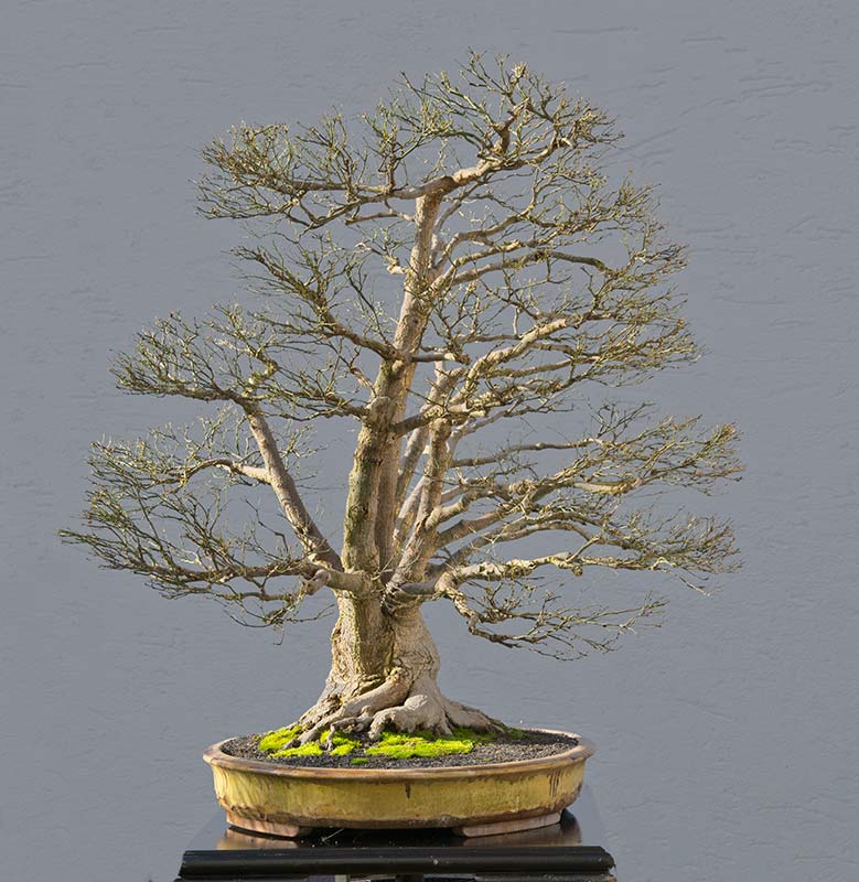 Walter Pall Bonsai Adventures: Japanese Maple #1