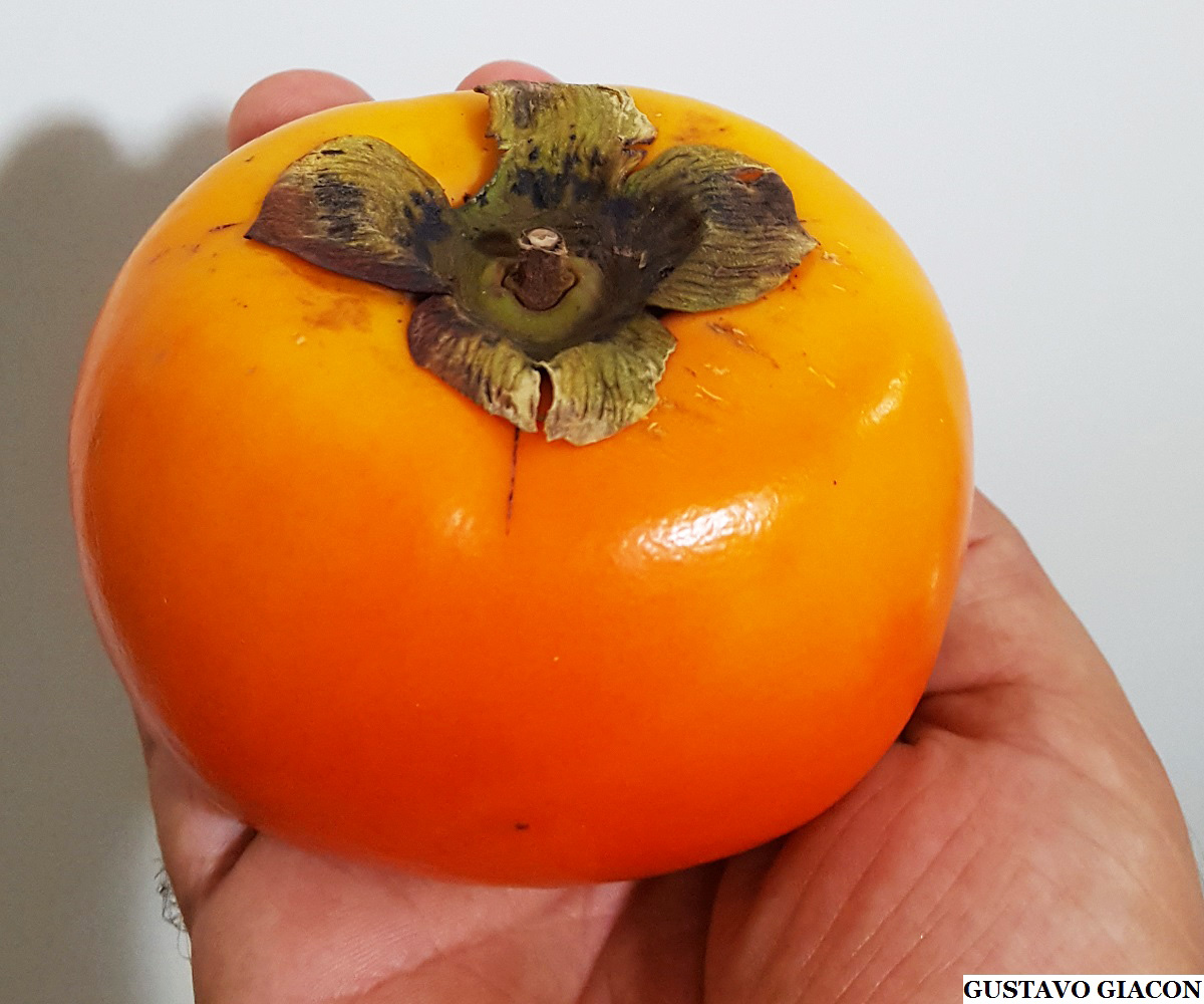 Viveiro Ciprest - Plantas Nativas e Exóticas: Caqui Fuyú ( Diospyros kaki )