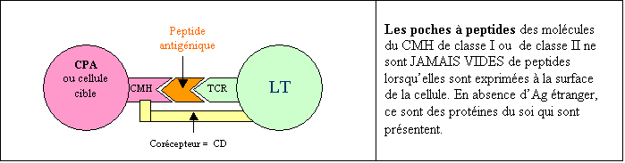 Les maladies auto-immunes : une guerre contre soi: De l'immunité ...