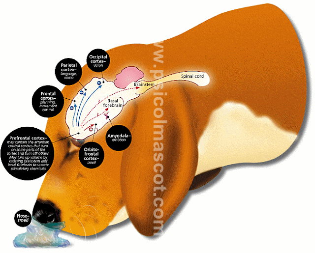El Olfato y El Gusto del Perro – Blog de mascotas