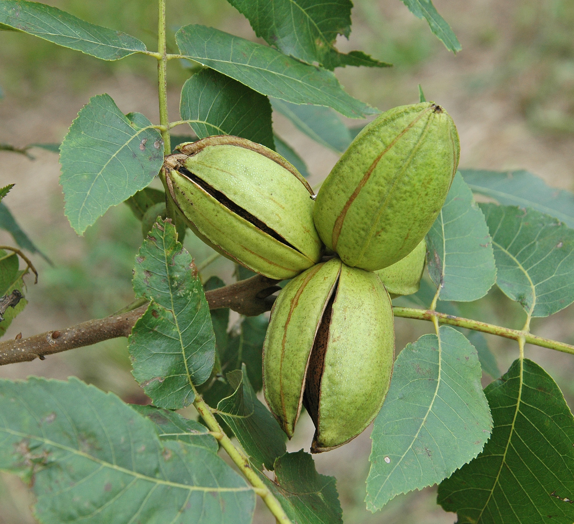 Northern Pecans: Waiting for pecan shuck-split