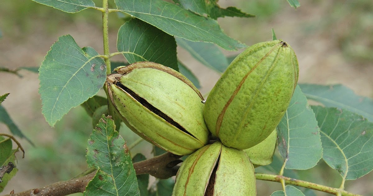 Northern Pecans: Waiting for pecan shuck-split