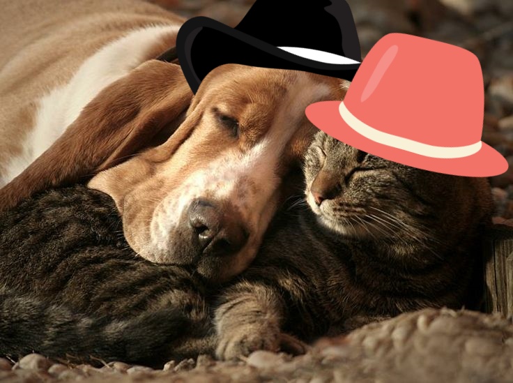 ANIMALS TIME : 10 Best Cats and Dogs edited pics (las 10 mejores fotos ...