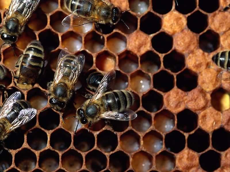 ARI RESİMLERİ-Manzaralar