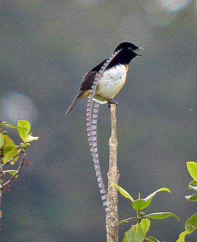 ANIMALS TIME : King of Saxony bird of paradise (Gallery 2)