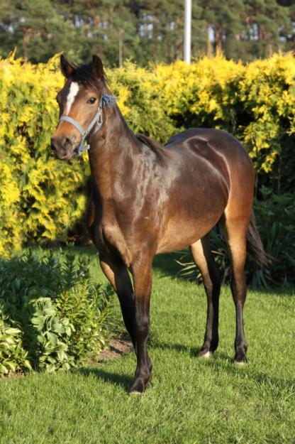 Virtual horse stable!: Weronika ( werona201010 )