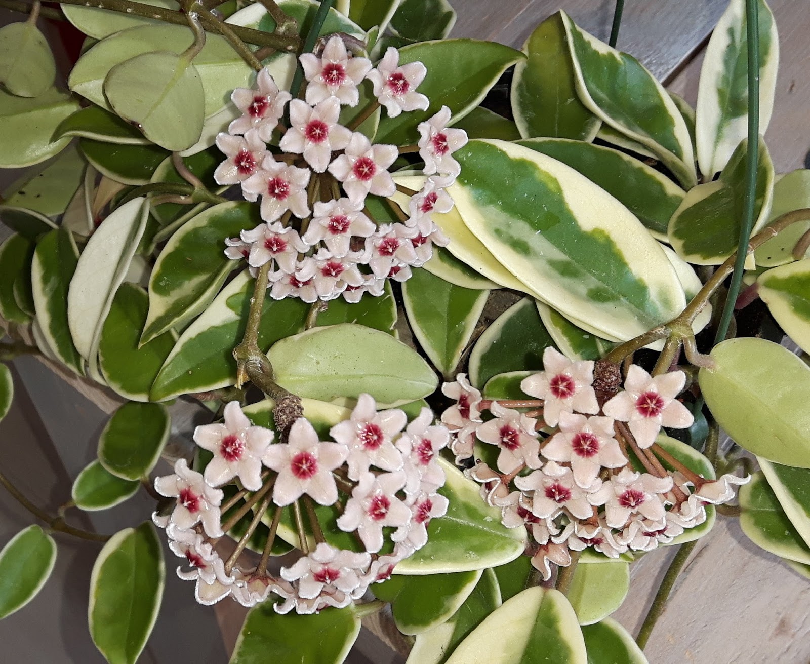 Gerrit's Hoya flowers: Hoya carnosa "Variegata"