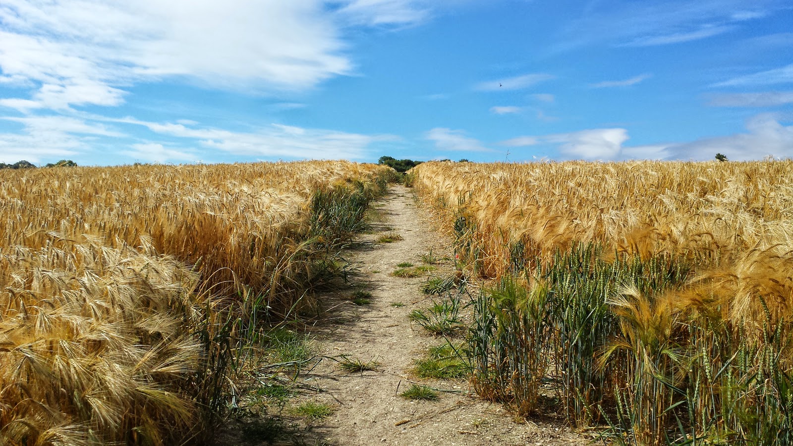 LB Art & Photography: Summer Cornfields