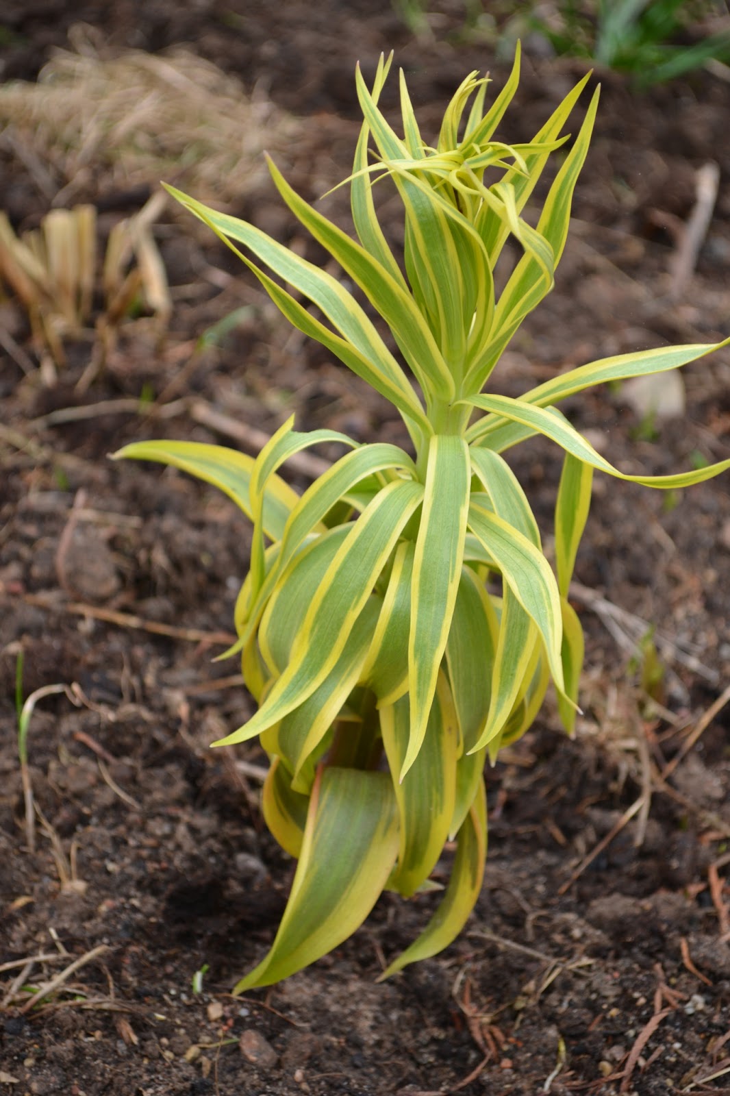 Sodo Stilius: Margutės Fritillaria