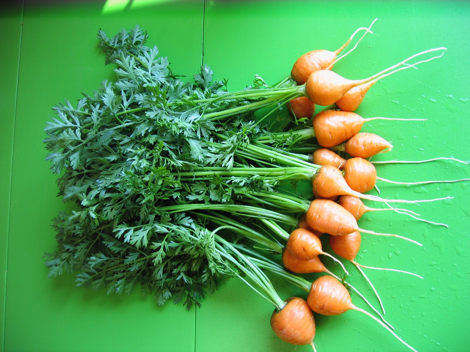 Temperate Climate Permaculture: Carrots!
