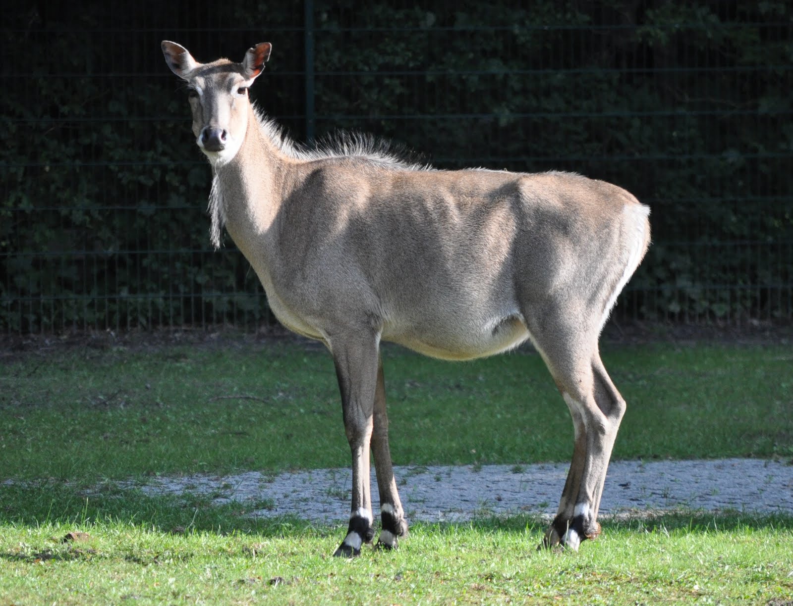 ZOOTOGRAFIANDO (6.100 ANIMALS): NILGO, NILGHAI O TORO AZUL / NILGAI ...