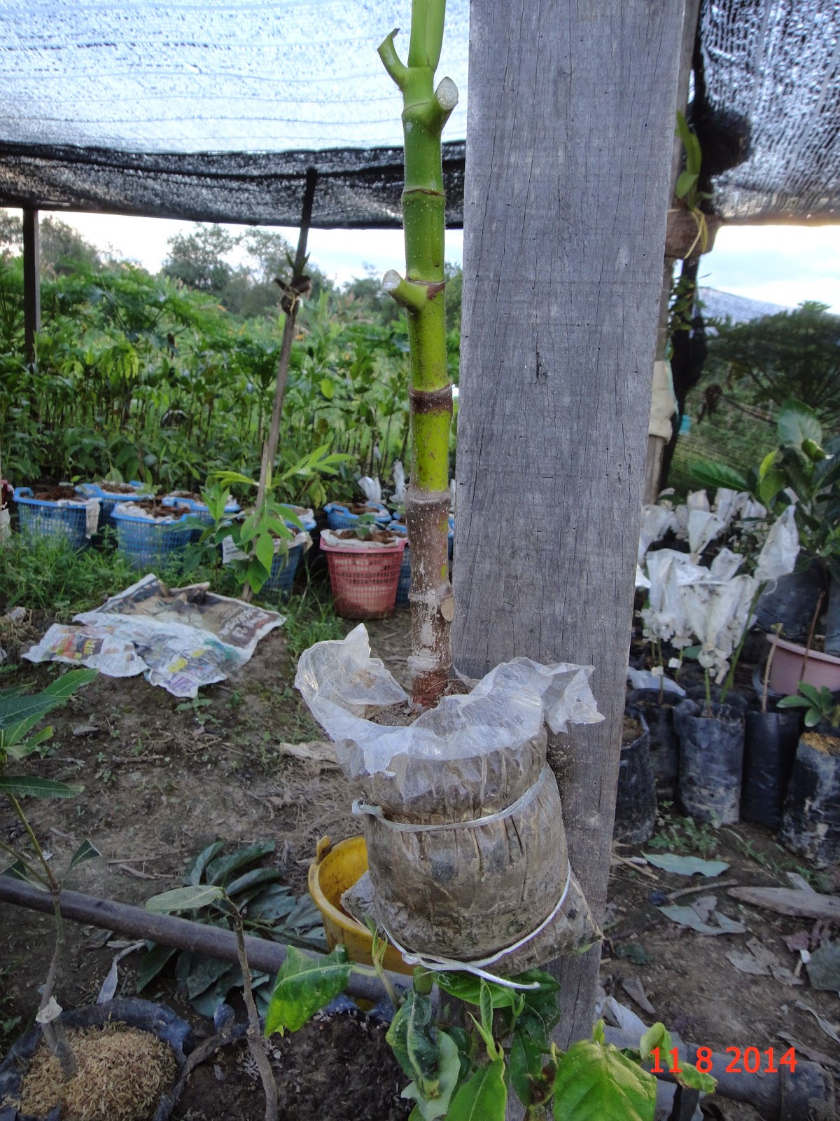 Experimental Farming: Marcotting / Air Layering Breadfruit Tree.