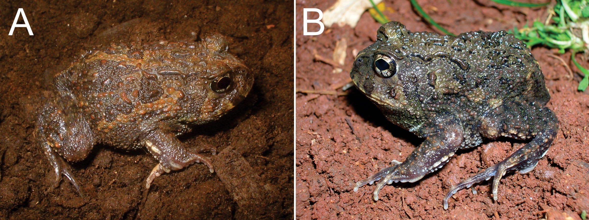 Species New to Science: [Herpetology • 2021] Odontophrynus reigi • A ...