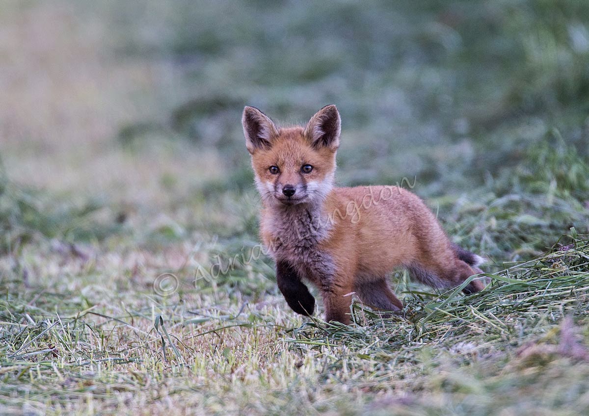 images-naturally!: Fox cub out exploring