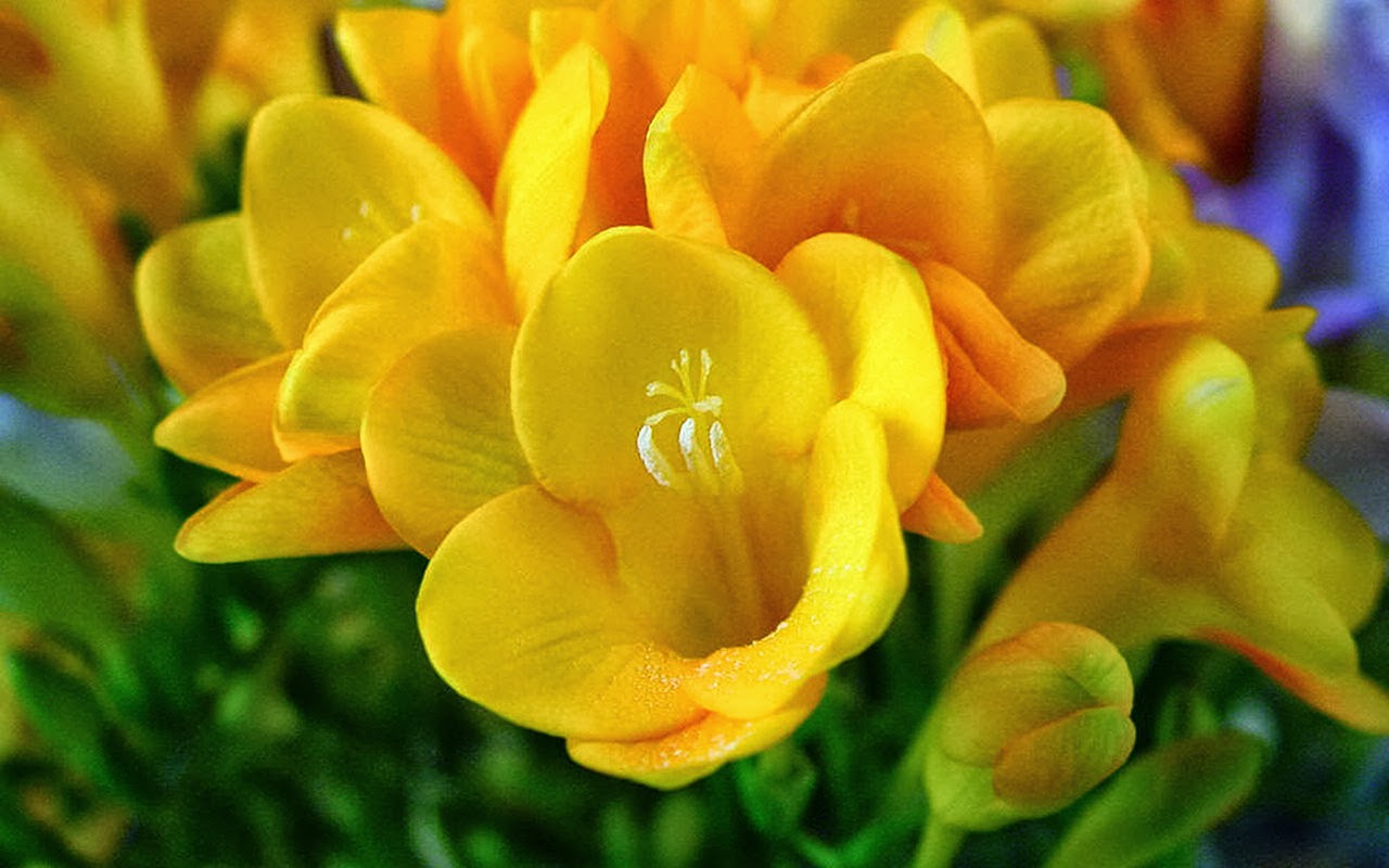 Flower Homes: Freesia Flowers