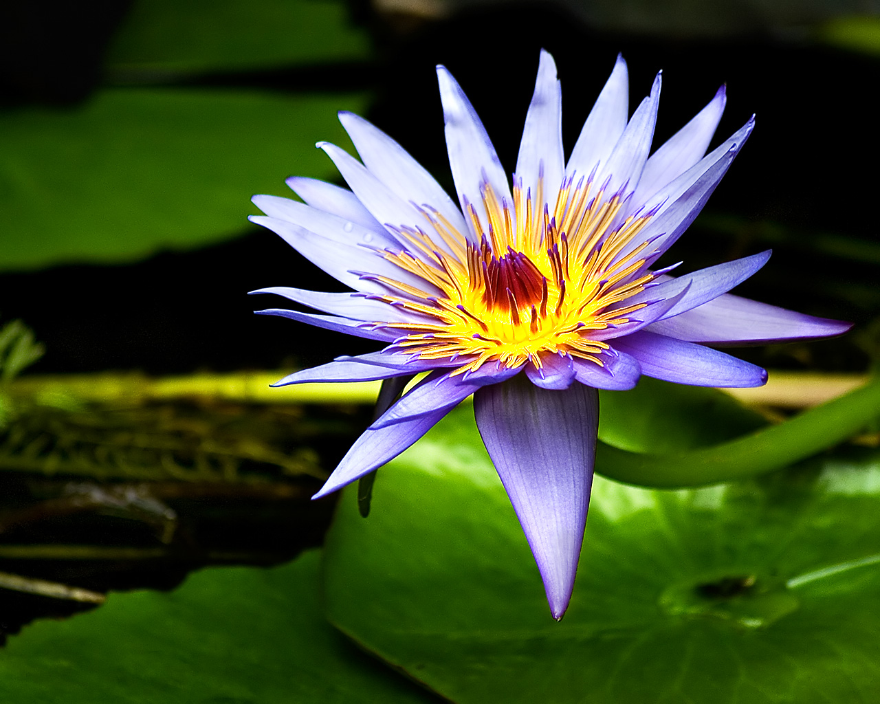 Bollywood Cellebrity: Lily flower wallpaper|Free download Lily flower ... Bollywood Cellebrity: Lily flower wallpaper|Free download Lily flower ...