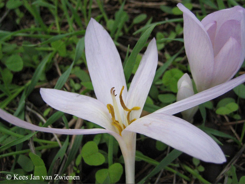 The Country Of Crocuses: Colchicum balansae