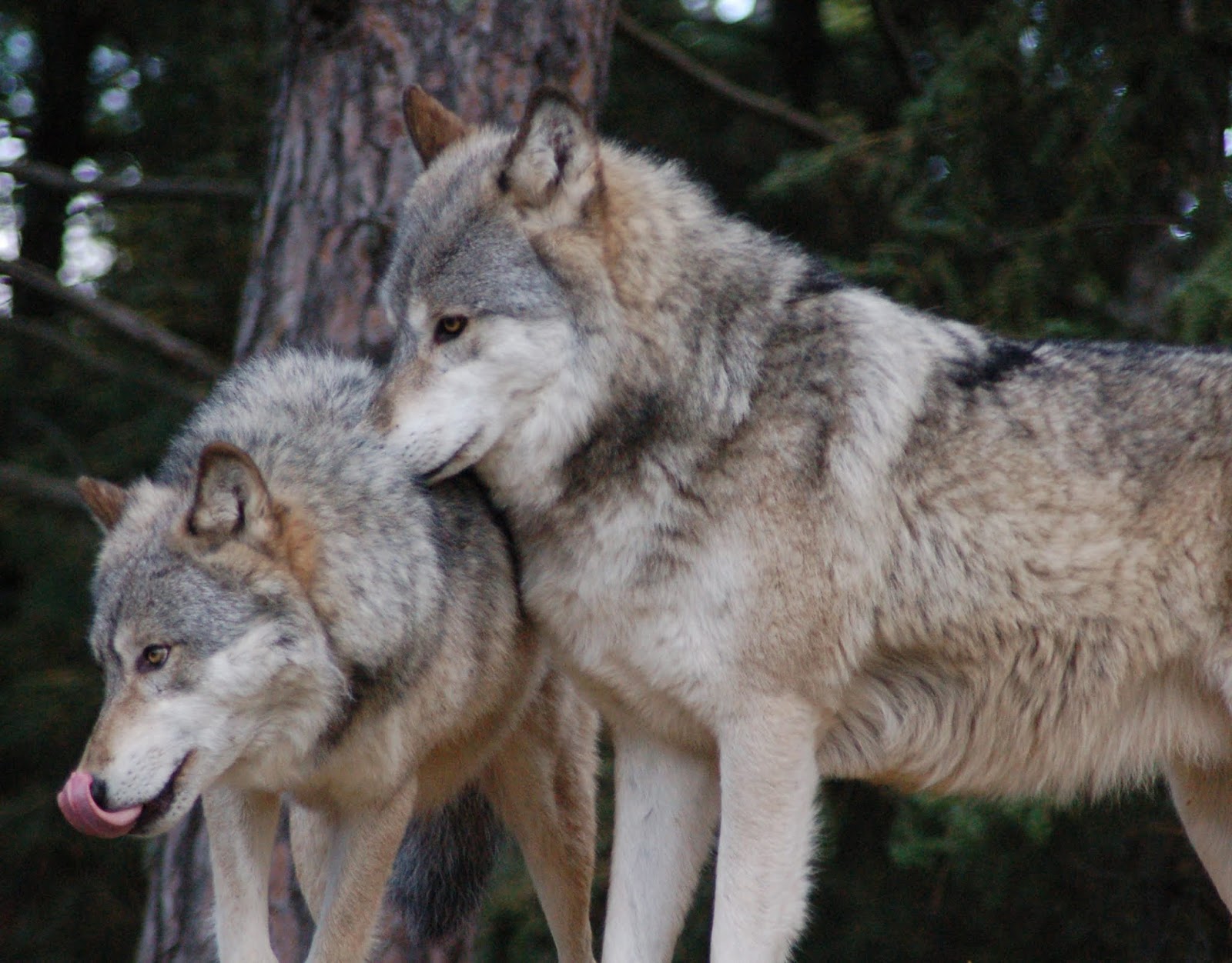 Bell Beaker Blogger: Beakers, Monogamous as Wolves? (Sjogren et al, 2019)