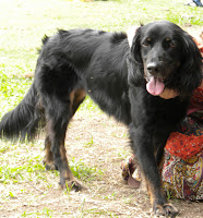 ZAGUATES Y MISINGOS: PERRITA PERDIDA EN ESCAZU GUACHIPELIN