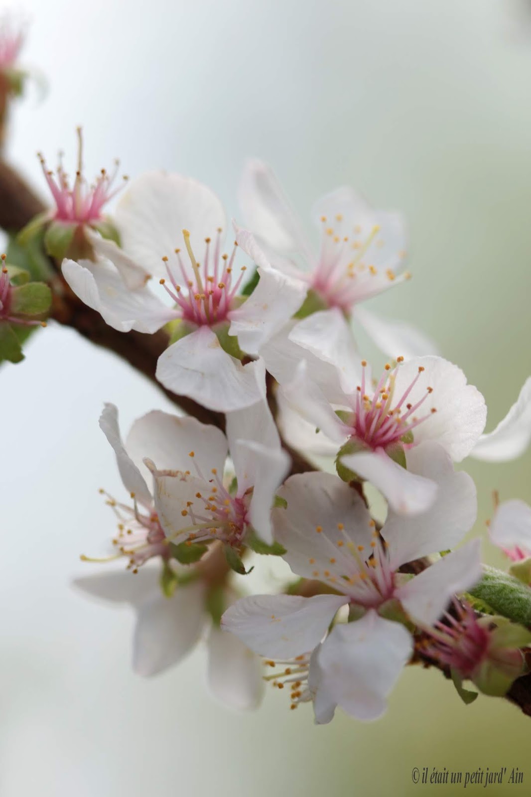 IL ETAIT UN PETIT JARD'AIN ...: FOCUS PRUNUS MALUS TRESORUS ...