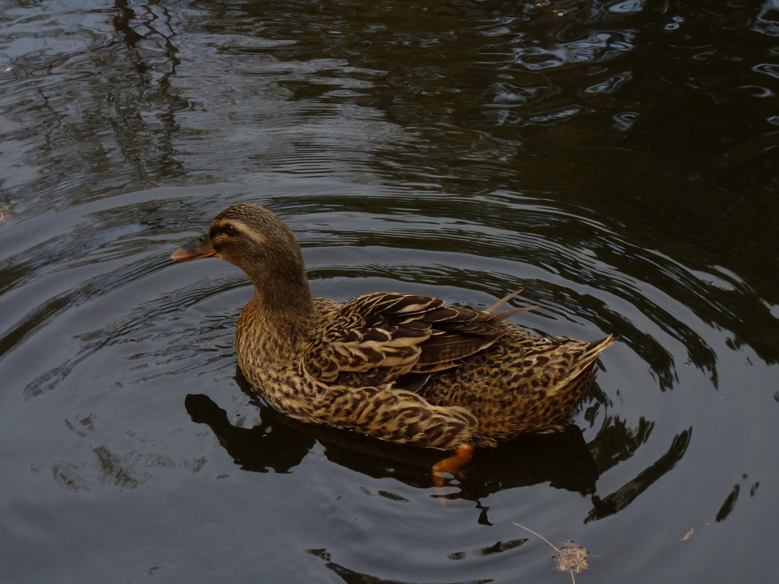 pequeñas cosas que nos hacen felices: ¡¡ AL AGUA PATOS